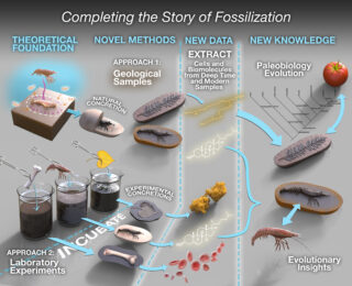 Exceptional Preservation of Fossils - Western Australian Organic ...